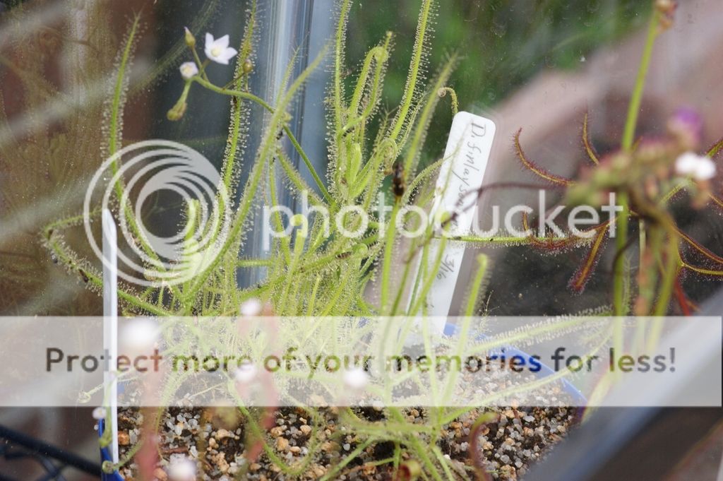 Drosera finlaysoniana Flowering - FlyTrapCare Forums